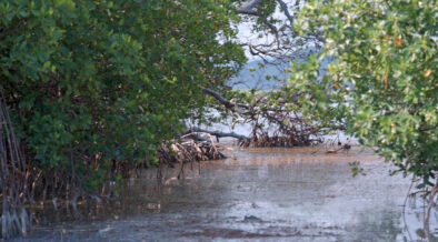 Walmart joins Coastal Conservation of Puerto Rico to protect island’s ...